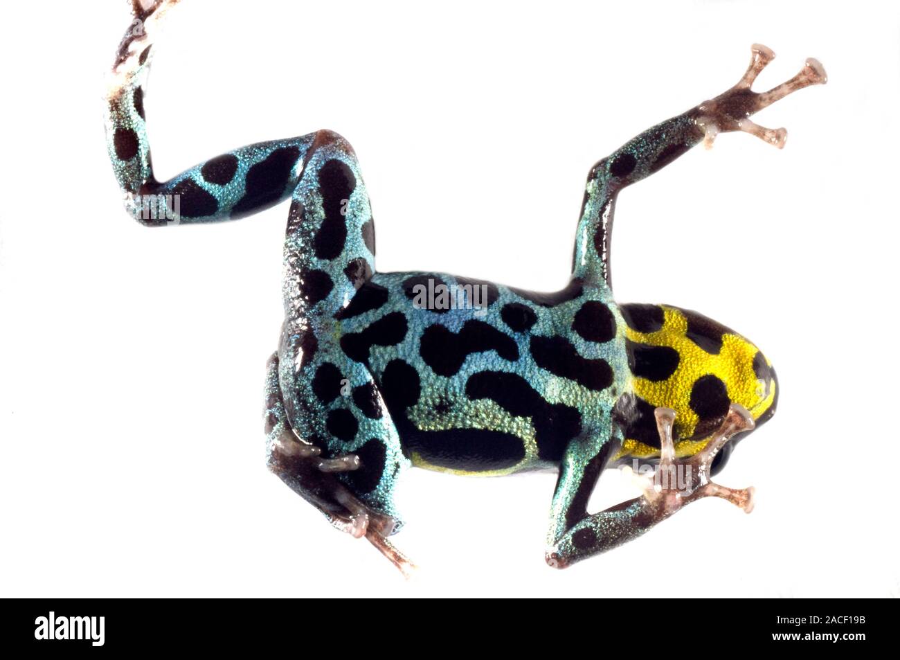 Poison dart Frog (Familie Pfeilgiftfrösche). Dieser Frosch, der auch ...
