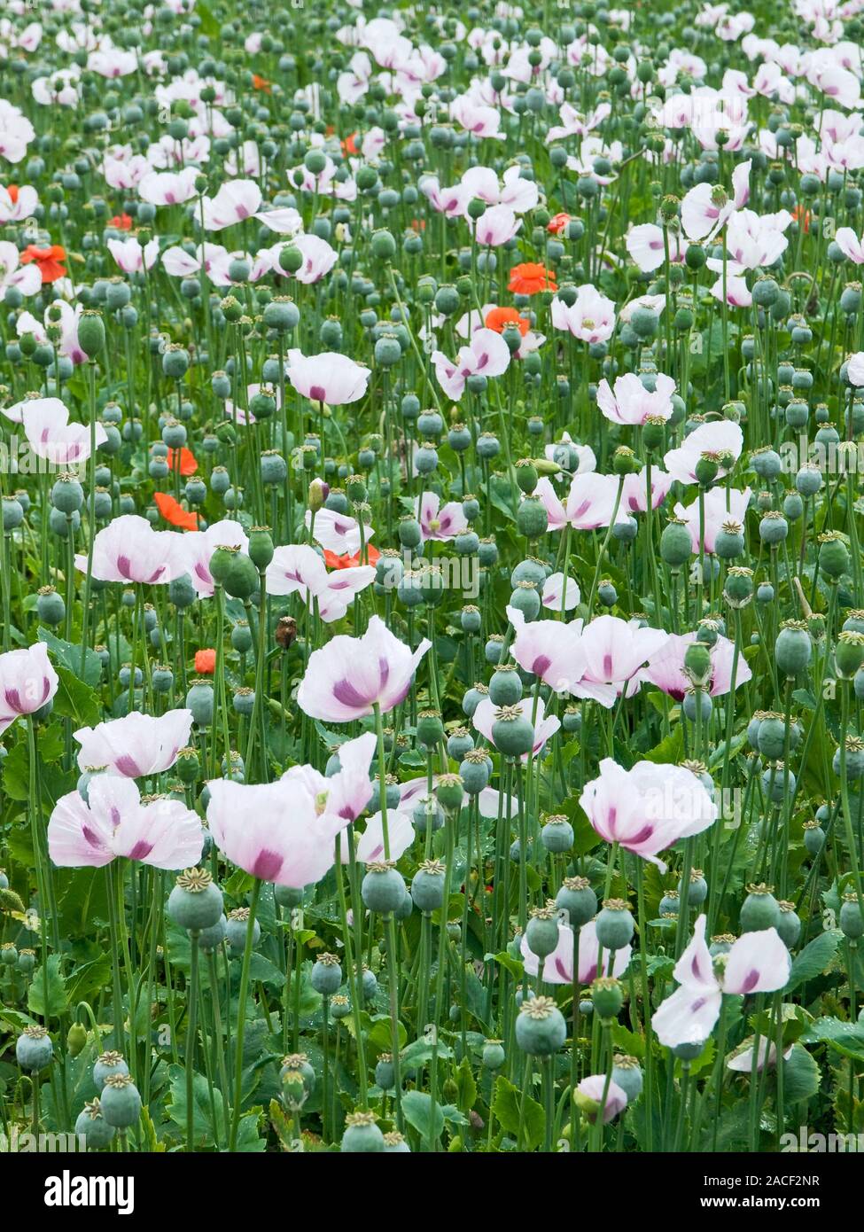 Schlafmohn (Papaver somniferum) Blumen und Samen in ein Feld. Dieser ...