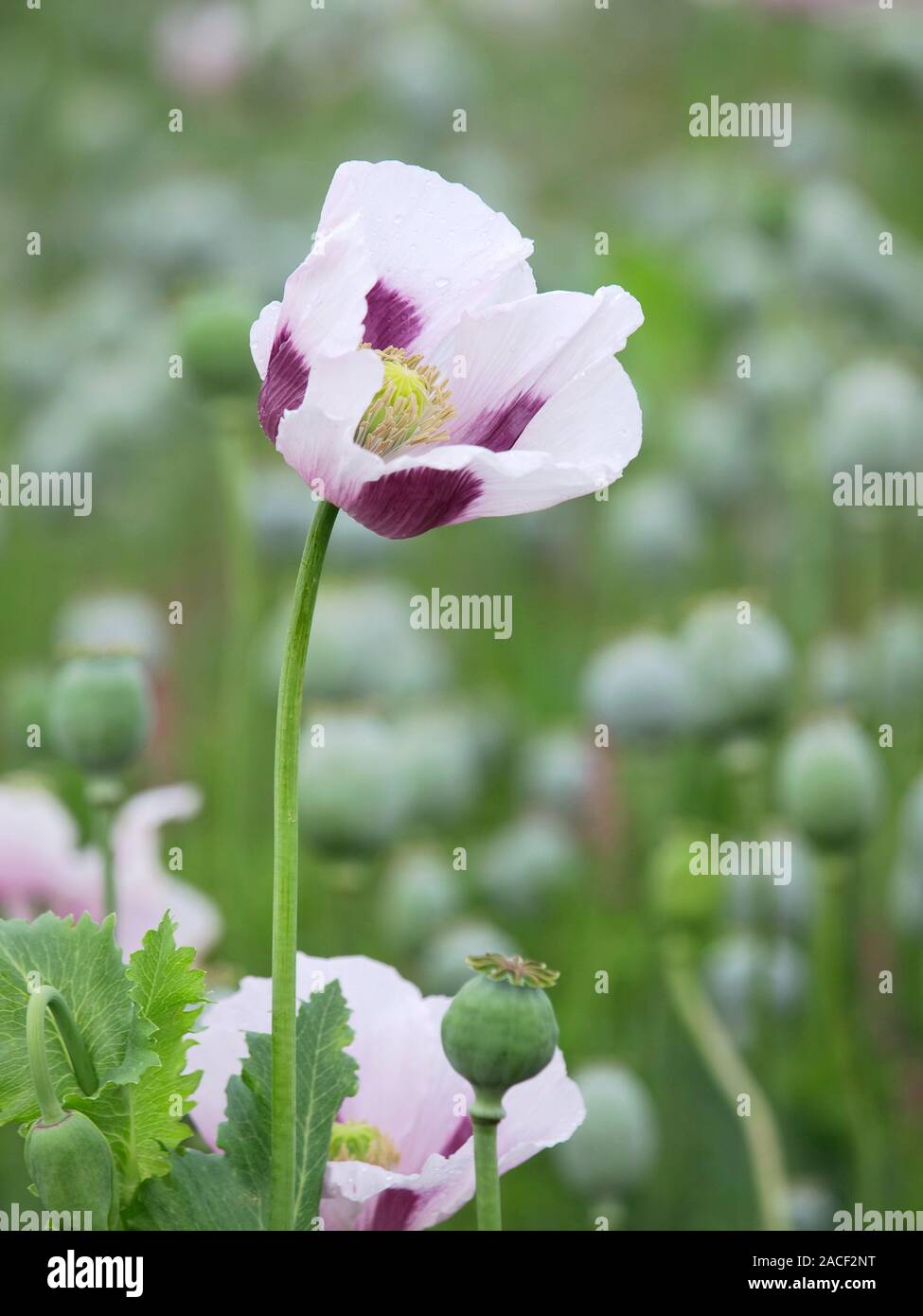 Schlafmohn (Papaver somniferum) Blumen und Samen in ein Feld. Dieser ...