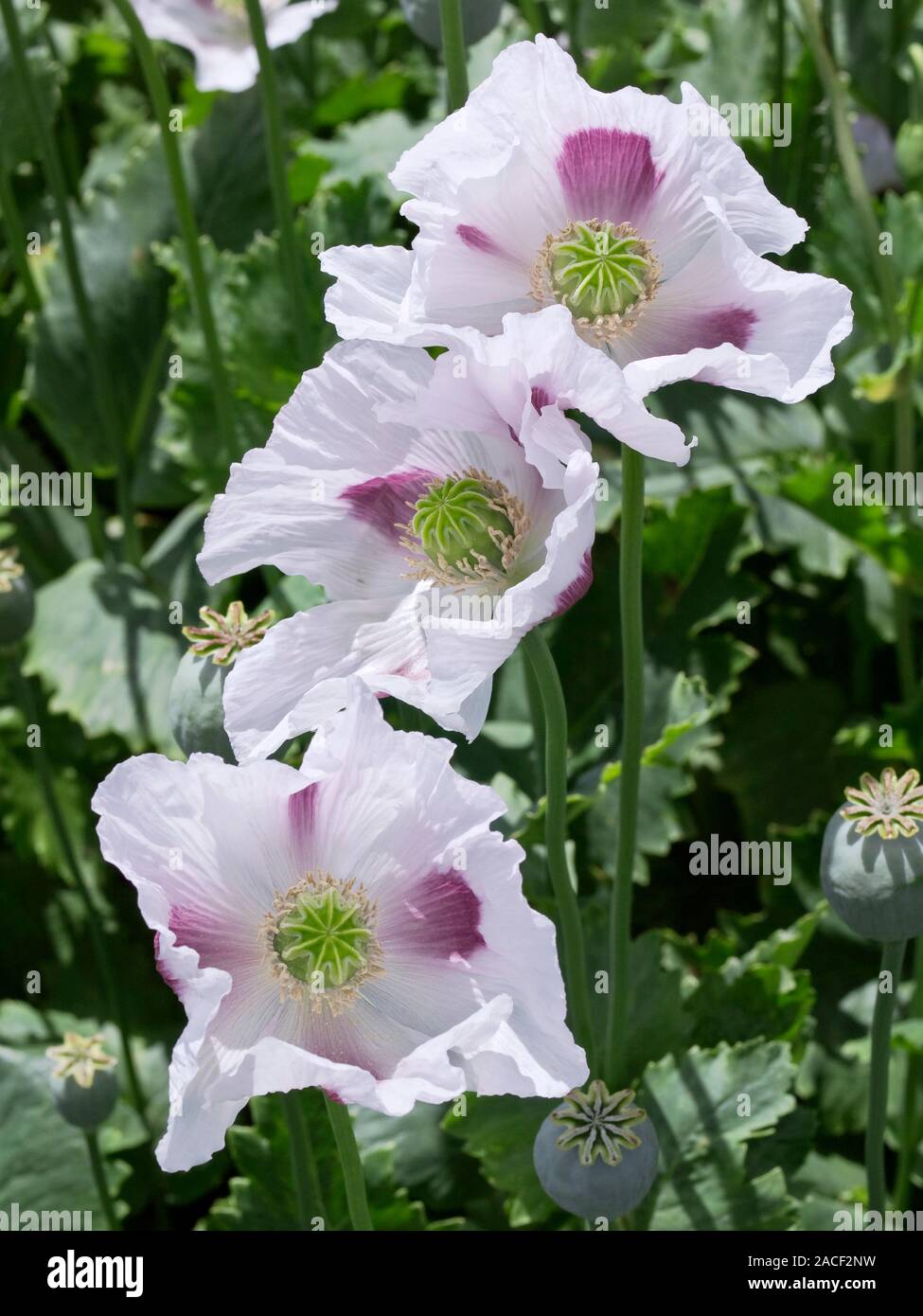 Schlafmohn (Papaver somniferum) Blumen und Samen in ein Feld. Dieser ...