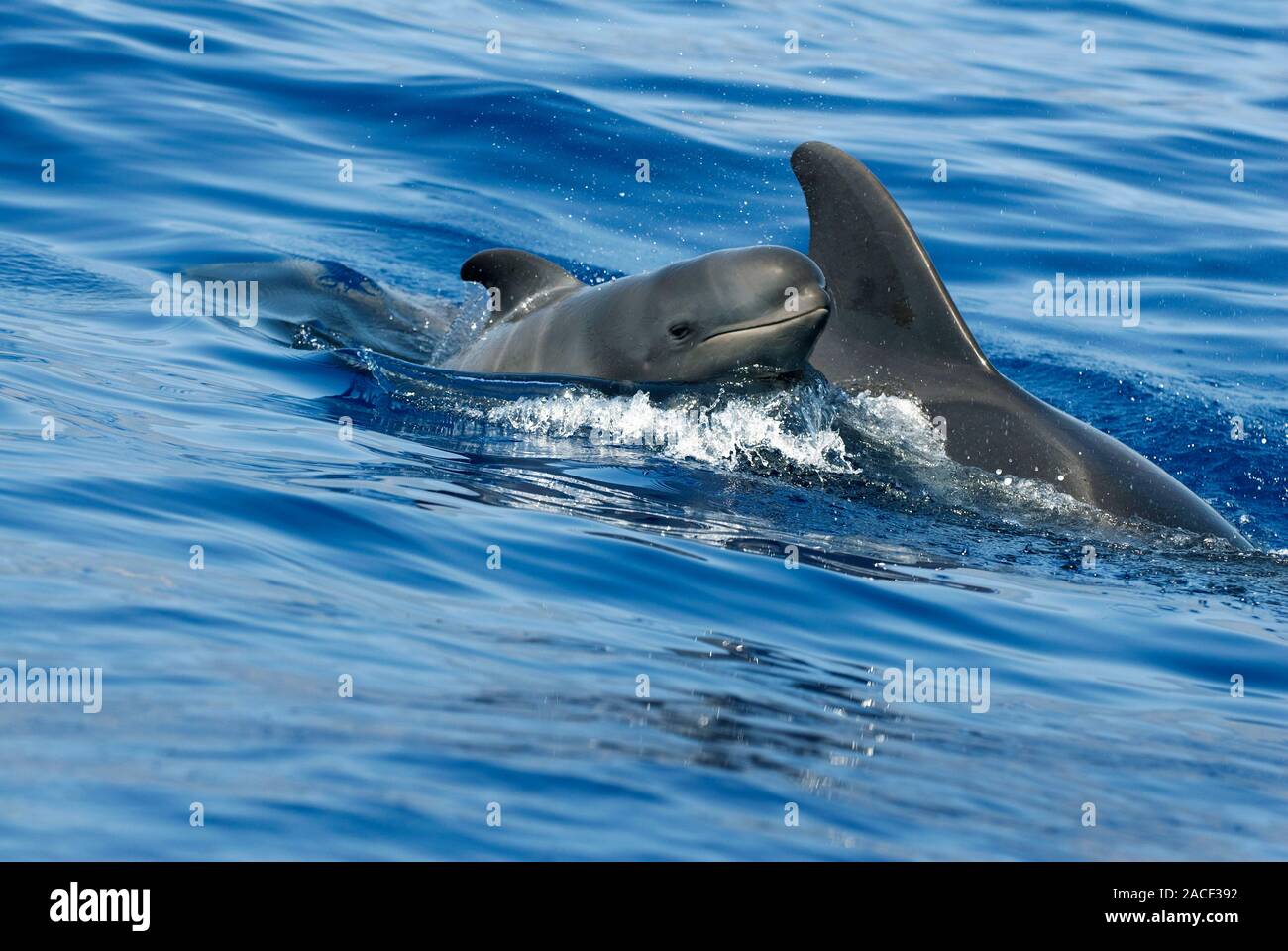Short-finned Pilotwale (GLOBICEPHALA MACRORHYNCHUS). Nach und eine sehr ...