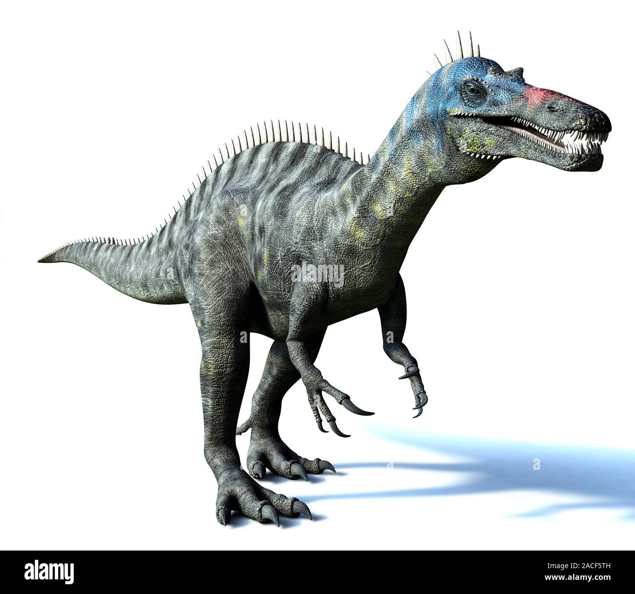 Suchomimus Dinosaurier, computer Artwork. Diese Zweibeinigen ...