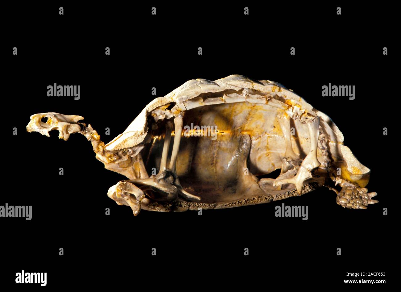 Hermann's Schildkröte (testudo hermanni) Skelett. Der Kopf ist an der ...
