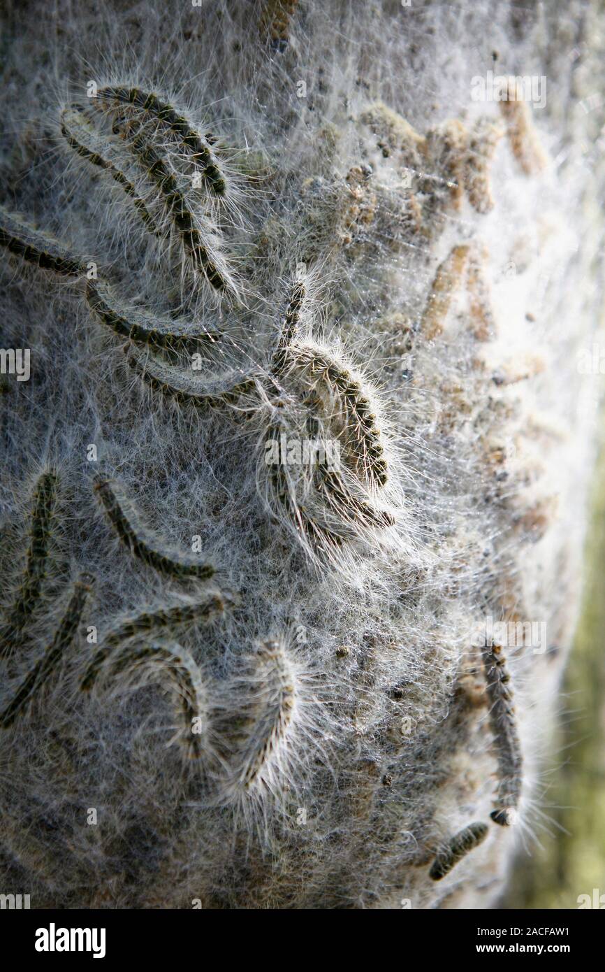 Oak processionary Raupen. Raupen der Eichenprozessionsspinner (Thaumetopoea Processionea) in ein ...