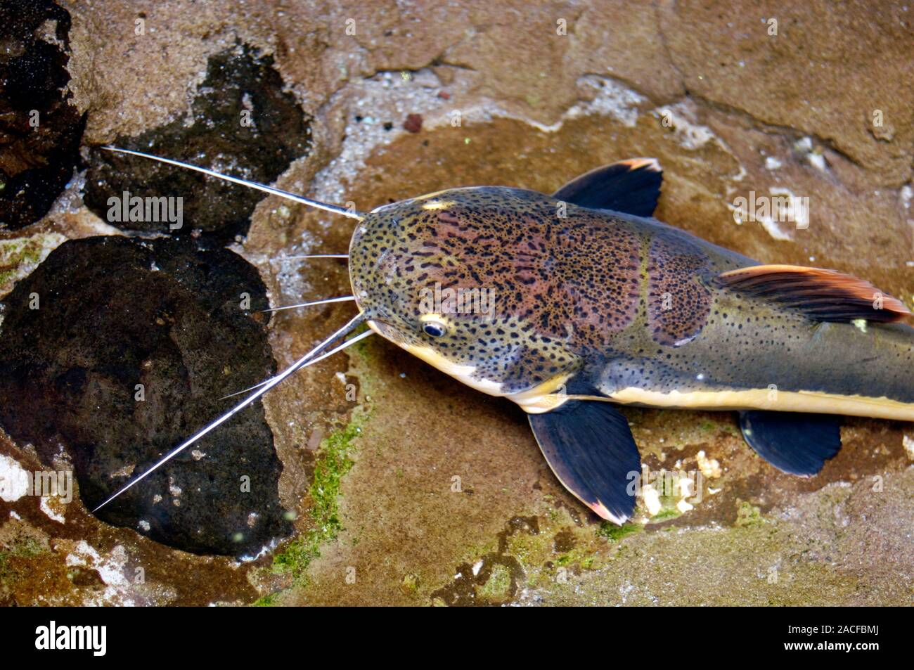 Redtail Wels (Phractocephalus hemioliopterus). Blick von oben Der ...