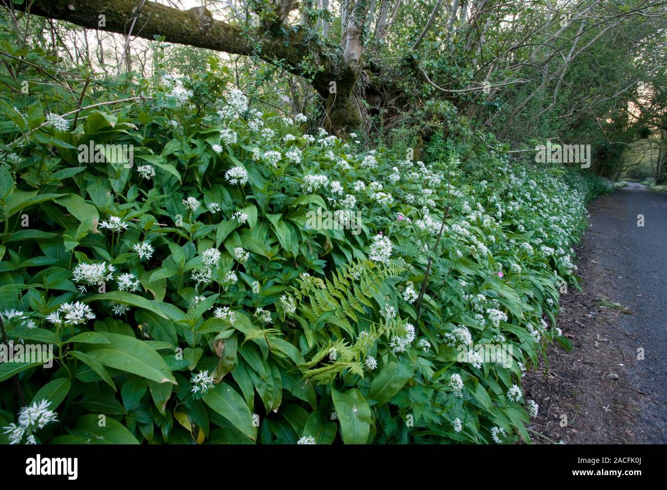 Bärlauch (Allium ursinum) in einem strassenrand Hedge. Auch Bärlauch ... Bärlauch (Allium ursinum) in einem strassenrand Hedge. Auch Bärlauch ...