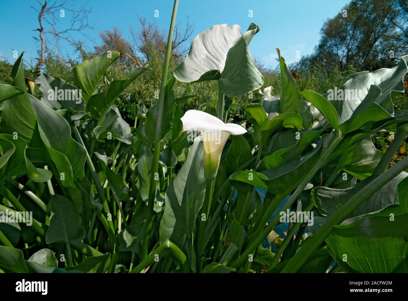 Calla lily (Zantedeschia aethiopica) in Blüte. Diese Pflanze hat in ...