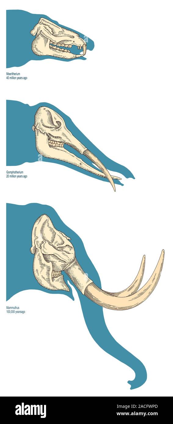 Elephant tusk Evolution, Kunstwerke. Diese drei Arten von der Elefant ...