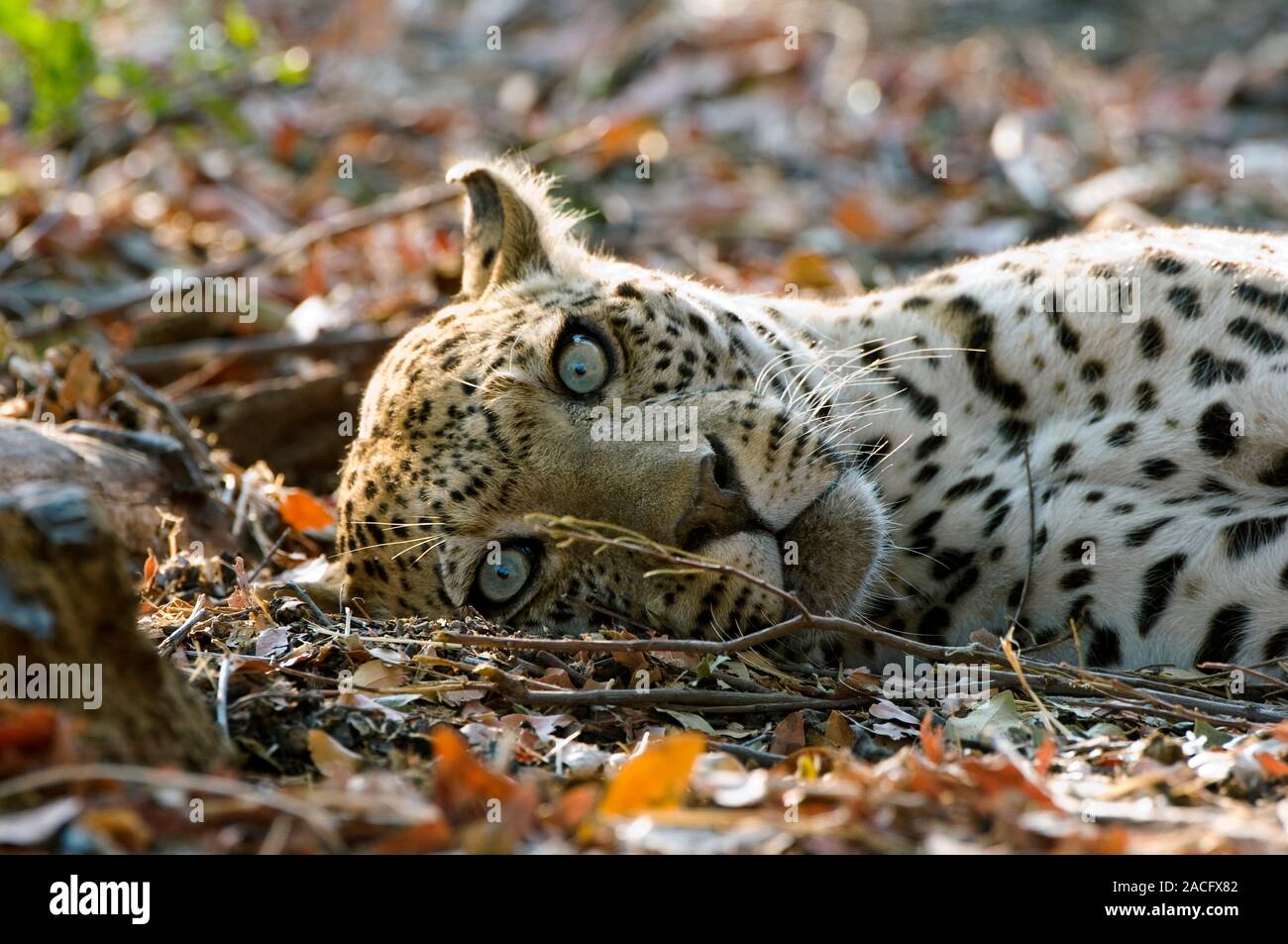 Leopard (Panthera pardus). Diese einsamen Carnivore jagt kleine ...