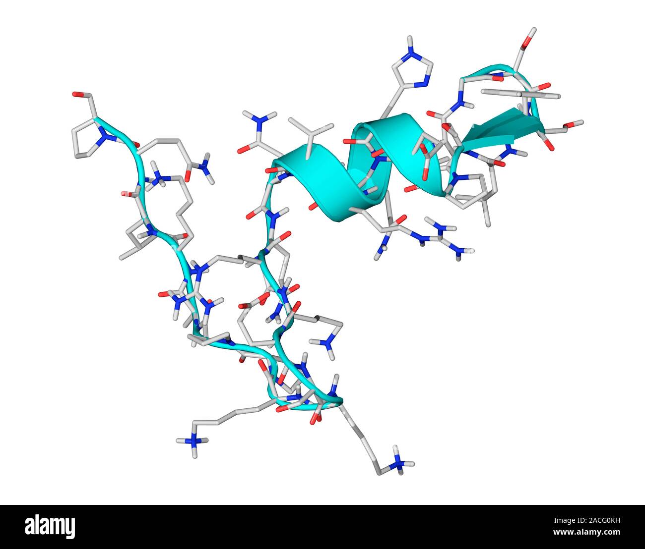 Hormon ghrelin Molekül. Computer Modell zeigt die Kristallstruktur des ...