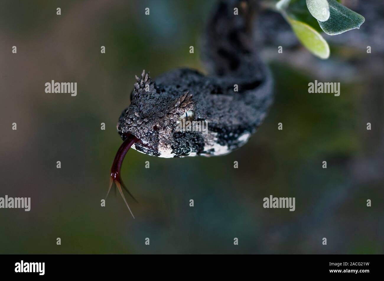 Southern adder (Bitis armata) erweitert seine Zunge, welche die ...