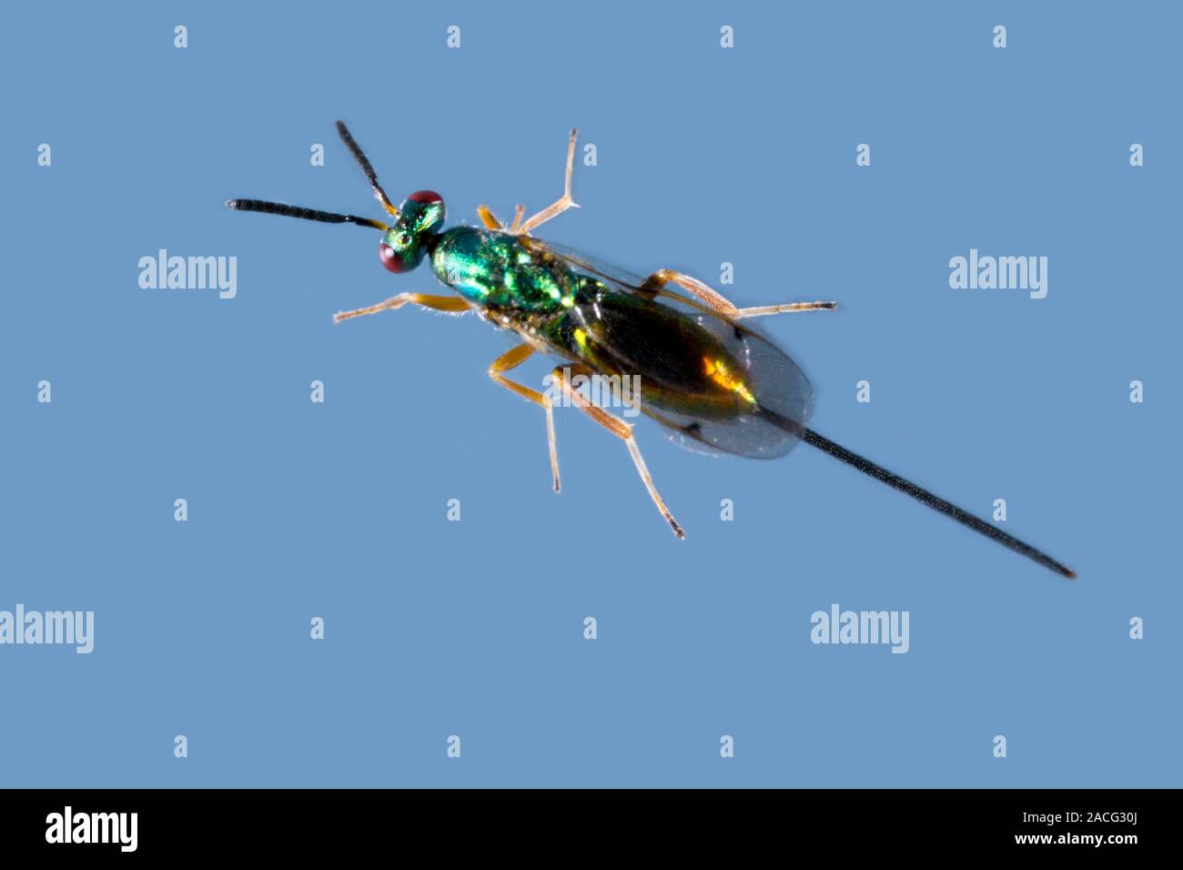 Jewel Wasp (Torymus bedeguaris). Diese Wespe ist ein Parasit der Larven ...