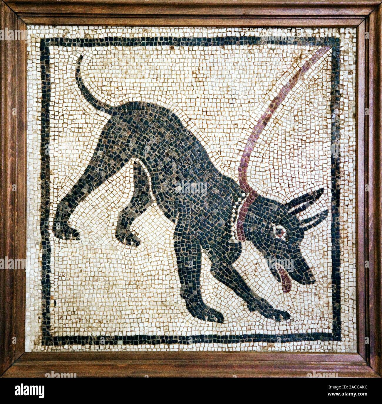 Römische Guard Dog Mosaik. Mosaiken bestehen aus kleinen Stücken aus ...