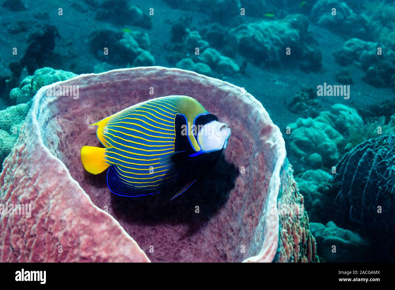 Imperator kaiserfisch (Pomacanthus imperator) in ein Fass Schwamm. Der ...