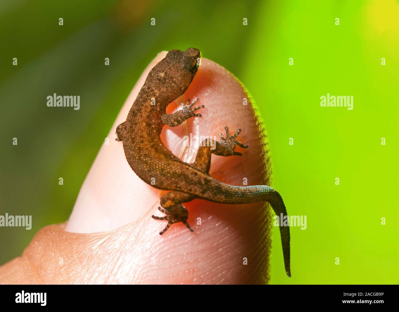 Amazon Gecko (Coleodactylus Amazonicus) auf einen menschlichen Finger ...