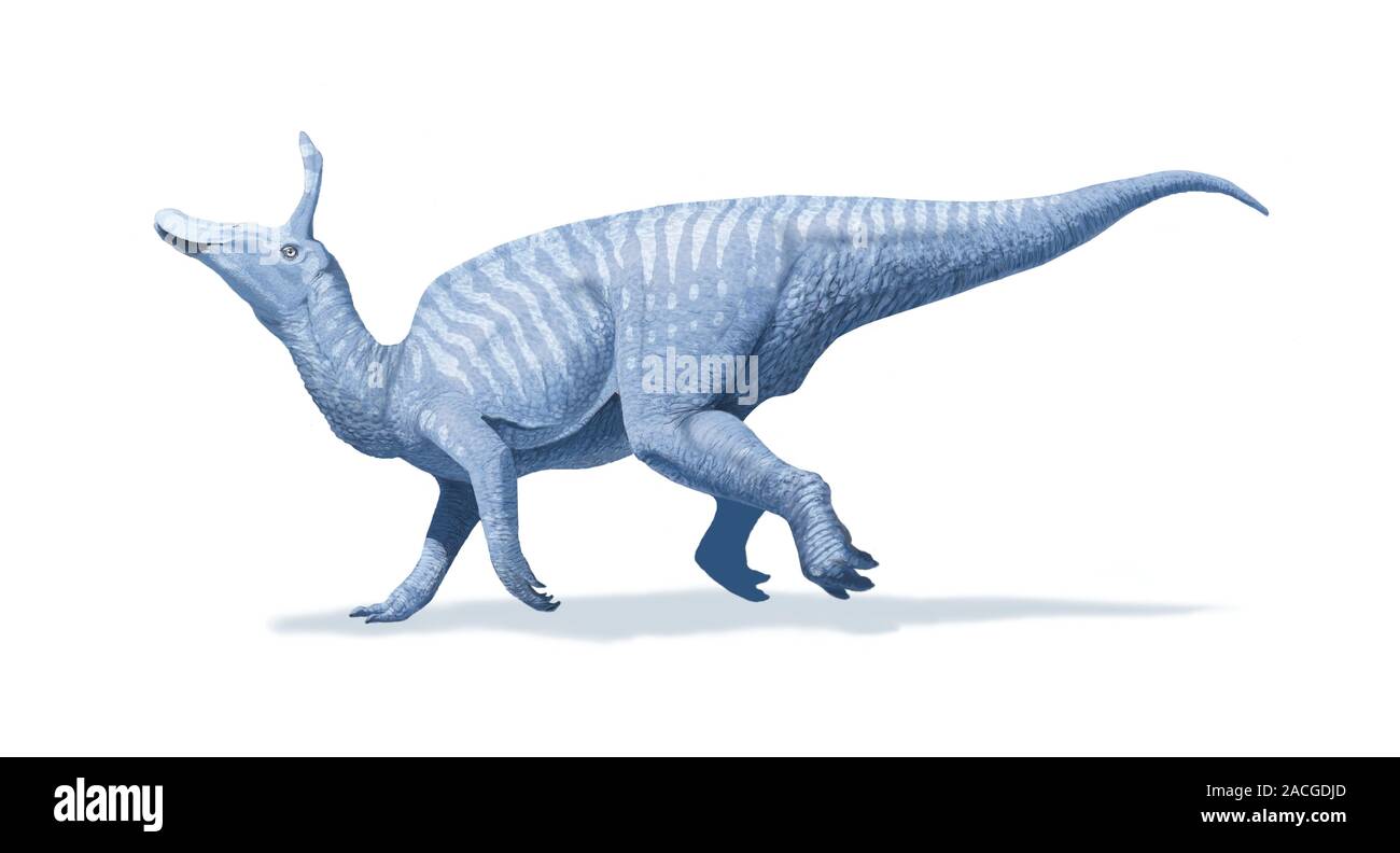 Tsintaosaurus (Tsintaosaurus spinorhinus), Artwork. Dieser Dinosaurier in China entdeckt. Es ca ...