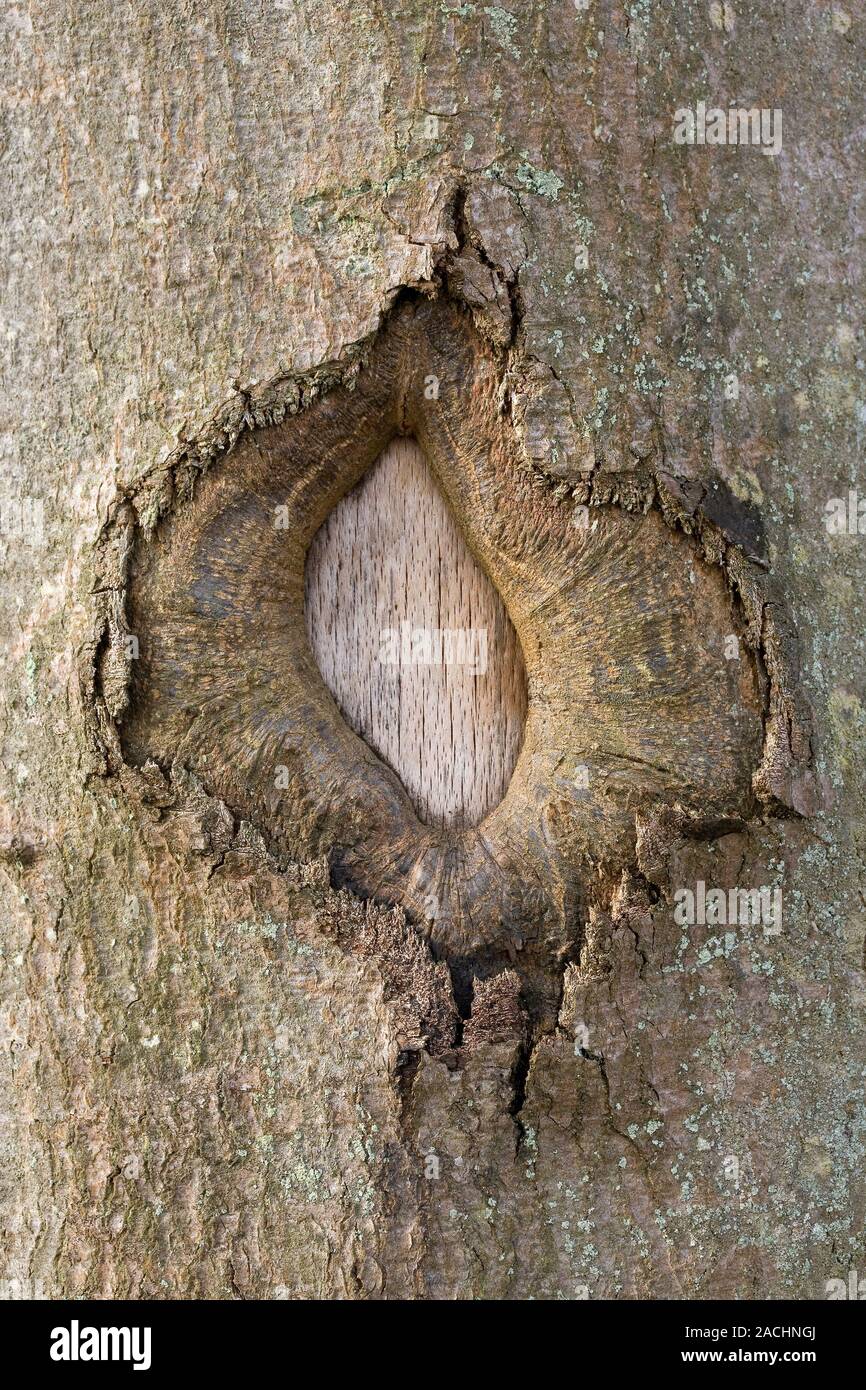 In einer Buche Wunde. Rinde erneut mit einer Wunde im Kofferraum eines ...