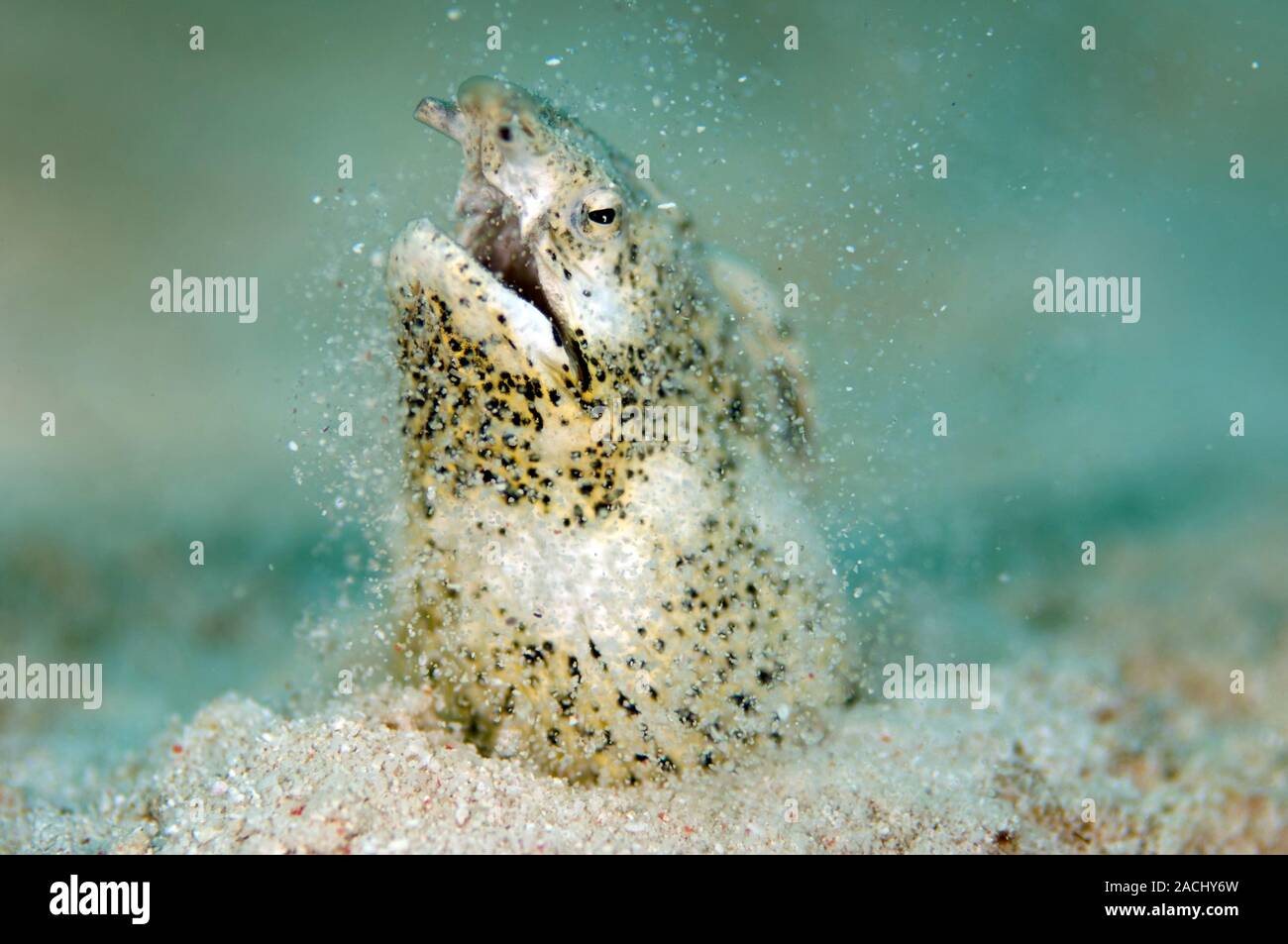 Marmorierte snake eel (Callechelys marmorata) versteckt sich in seiner ...