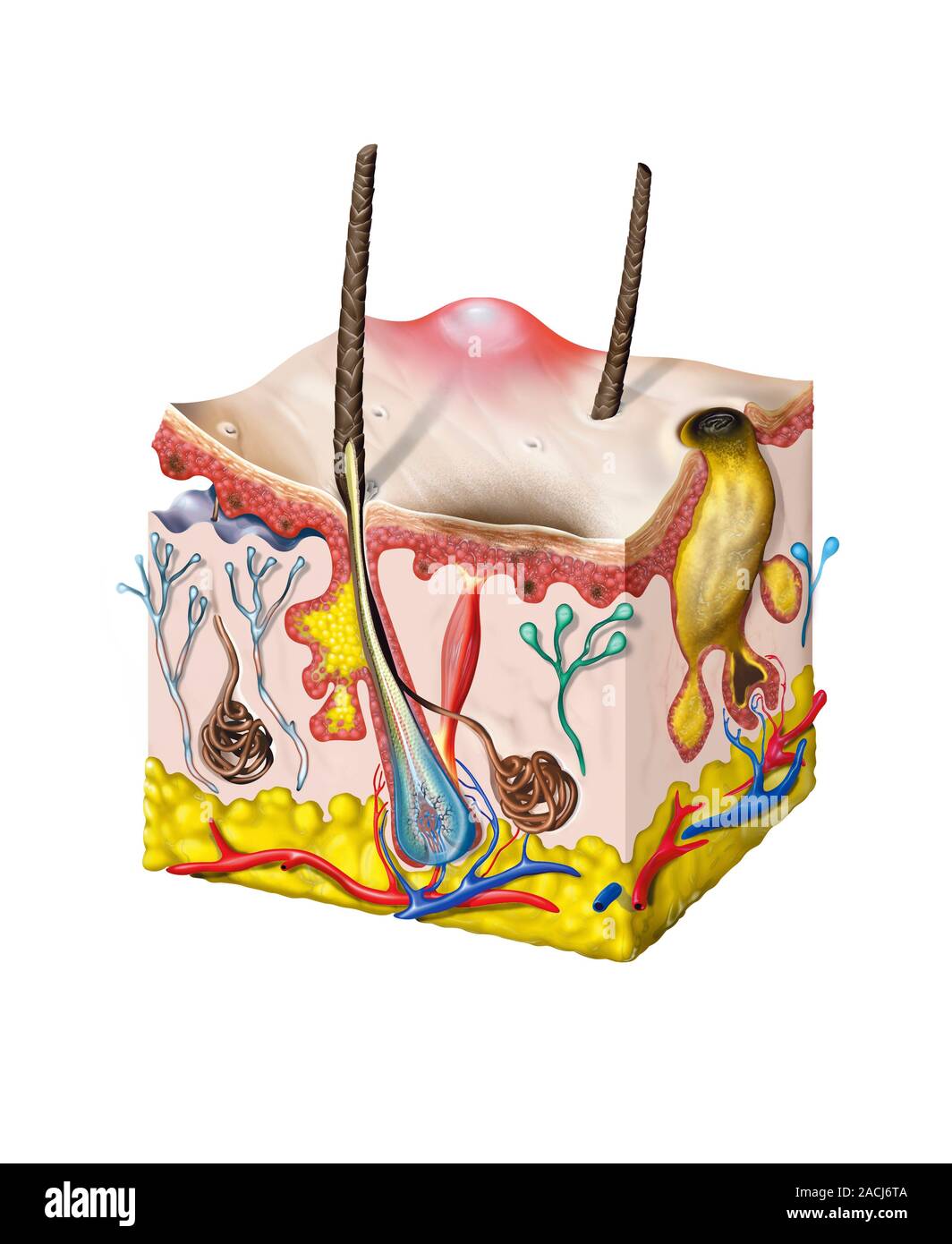 Haut Anatomie. Block cutaway Kunstwerk zeigt die Anatomie der ...