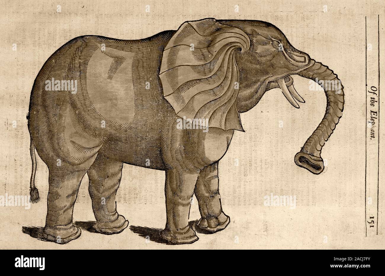 Der Elefant Der Elefant