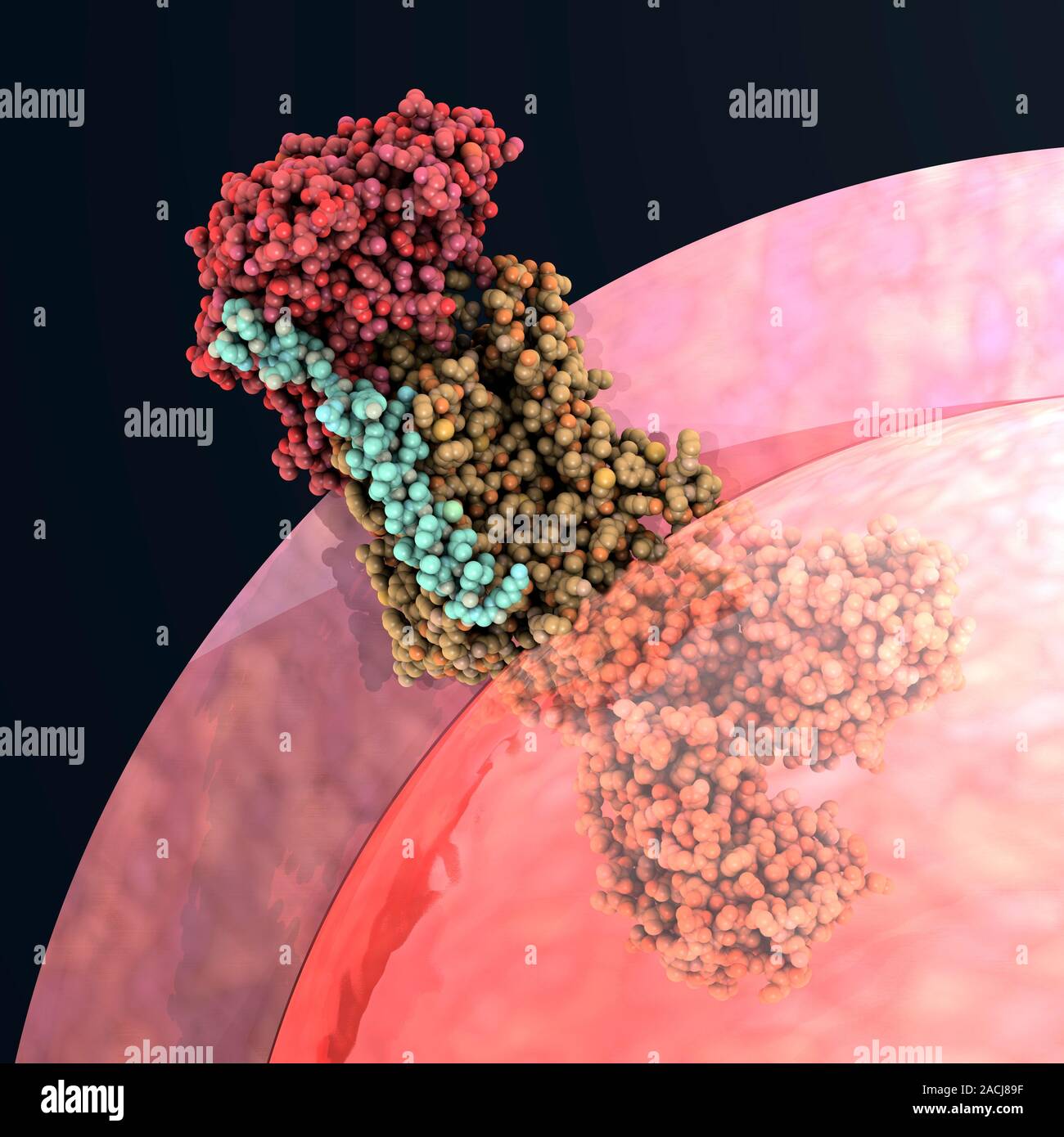 Natrium-kalium-Pumpe Molekül. Computer Modell für den Aufbau eines ...