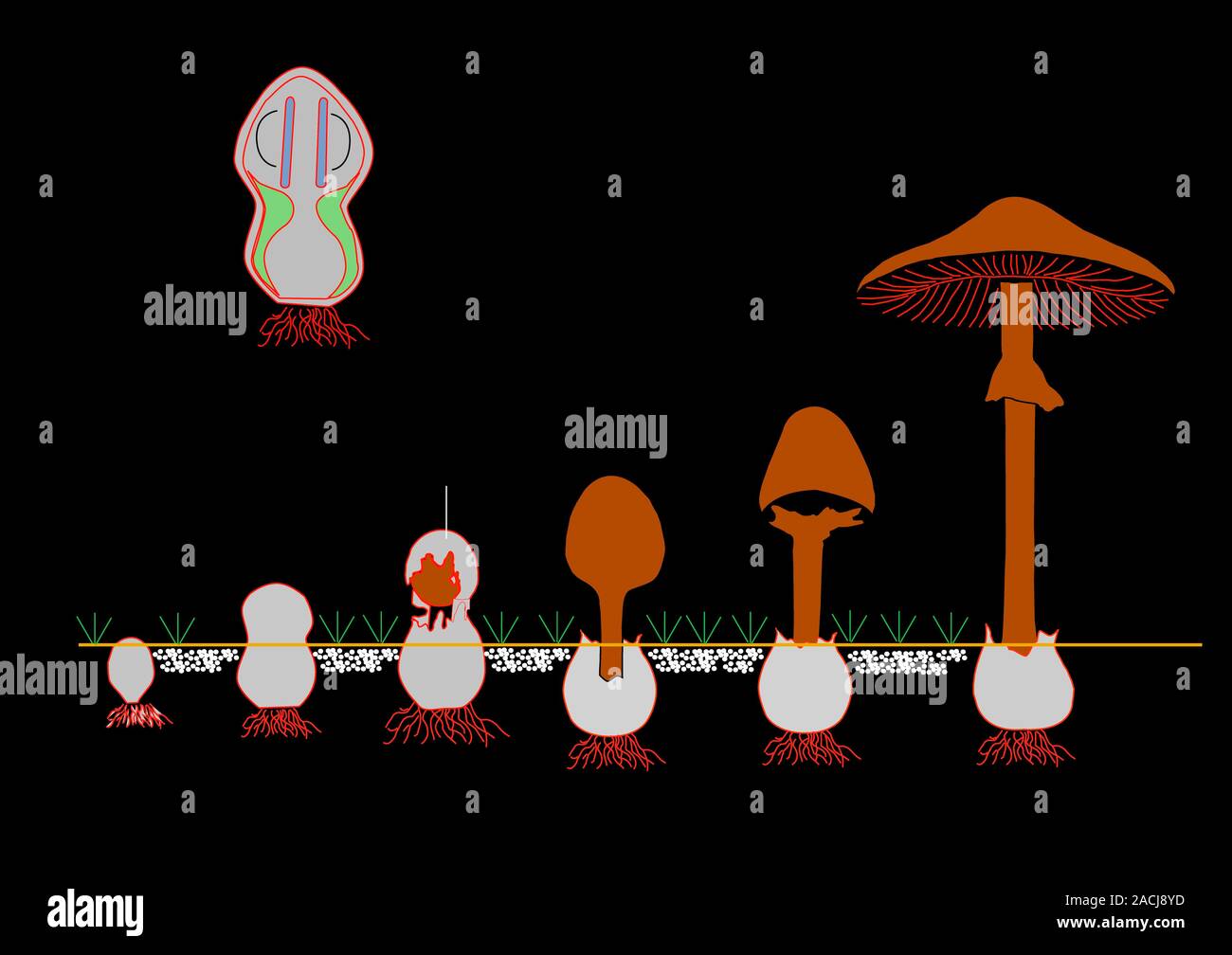 Pilz Anatomie. Artwork der Anatomie von Basidiomyceta Pilze, und ihr ...