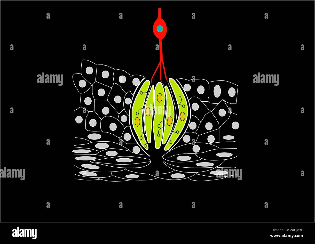 Geschmack Anatomie. Artwork der anatomischen Struktur der Geschmack auf ...