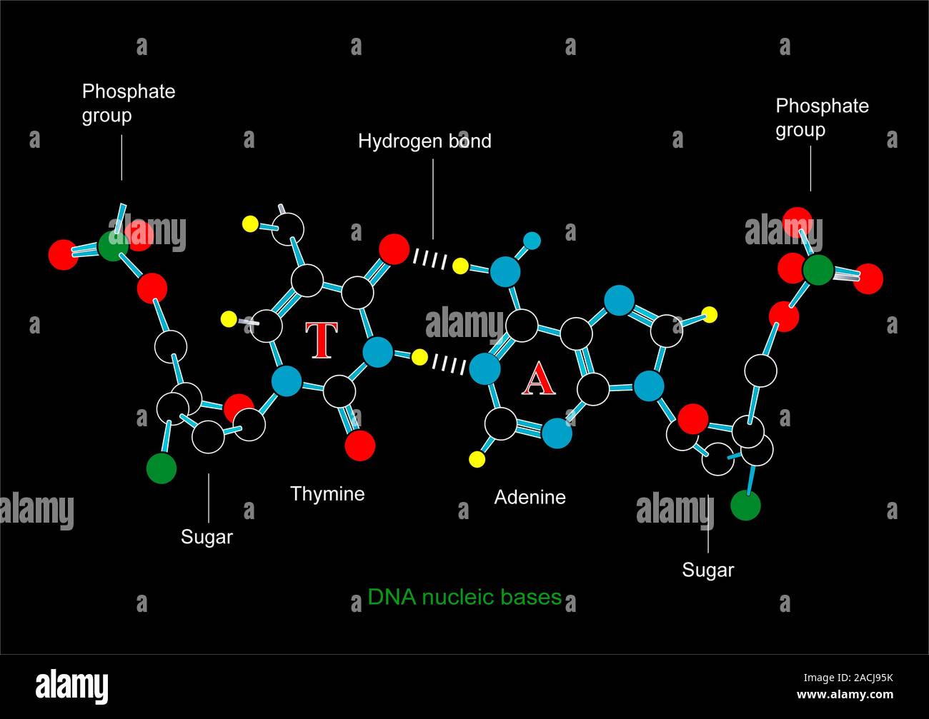 DNA-Basen, computer Artwork. Abschnitt einer doppelsträngige DNA ...