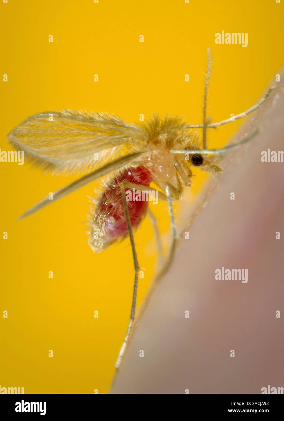 Sand fly (Phlebotomus papatasi) Fütterung auf einen Menschen. Diese ...
