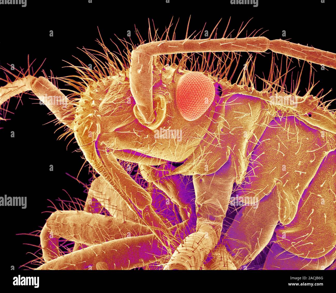 Capsid bug. Farbige Scanning Electron Micrograph (SEM) Der Oberkörper ...