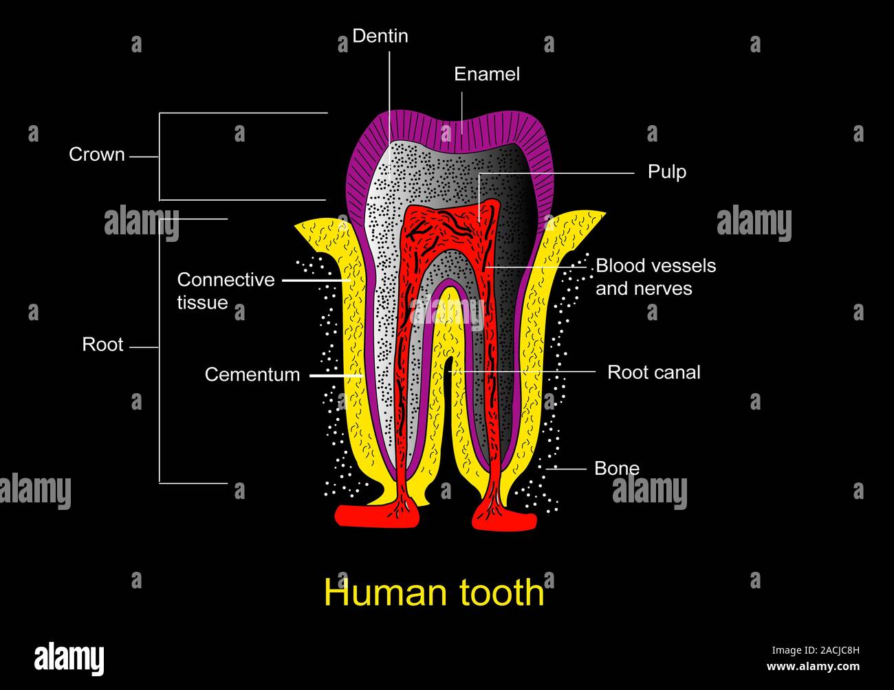 Menschliche Zahn Anatomie. Diagramm der Querschnitt durch einen ...