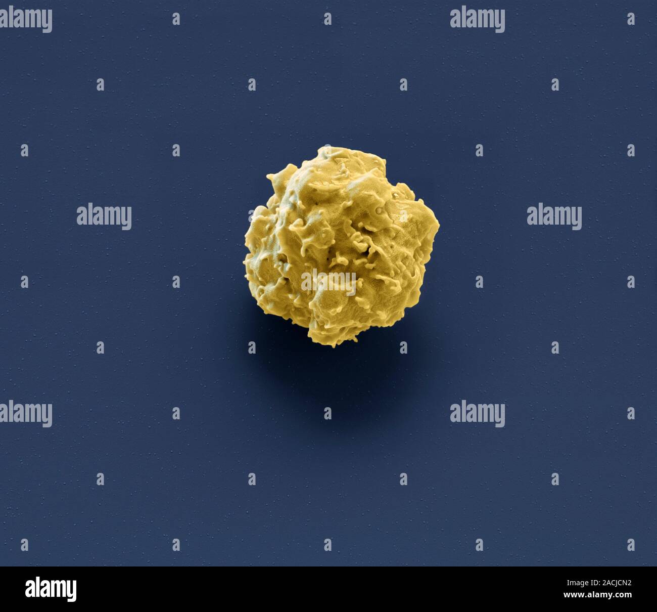 Granulozyten Blutzelle, farbige Scanning Electron Micrograph (SEM). Die ...