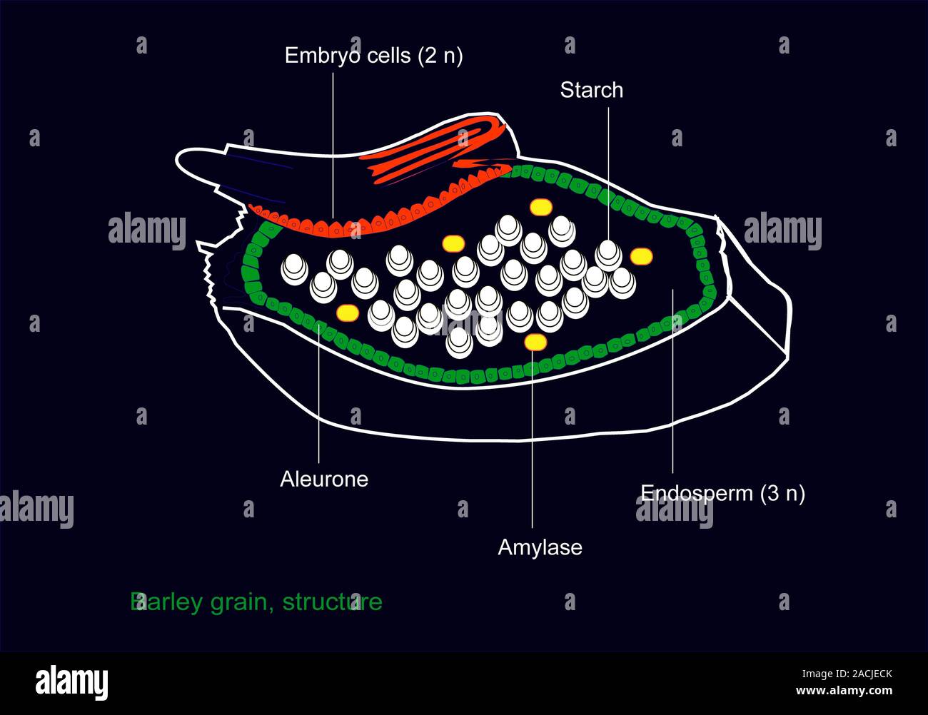 Saatgut Struktur. Darstellung der anatomischen Struktur der Samen ...