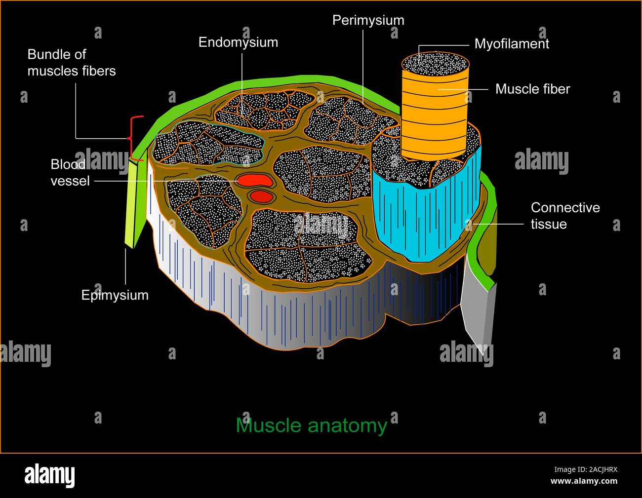 Muskel Anatomie. Computer Artwork von einem Querschnitt durch die ...
