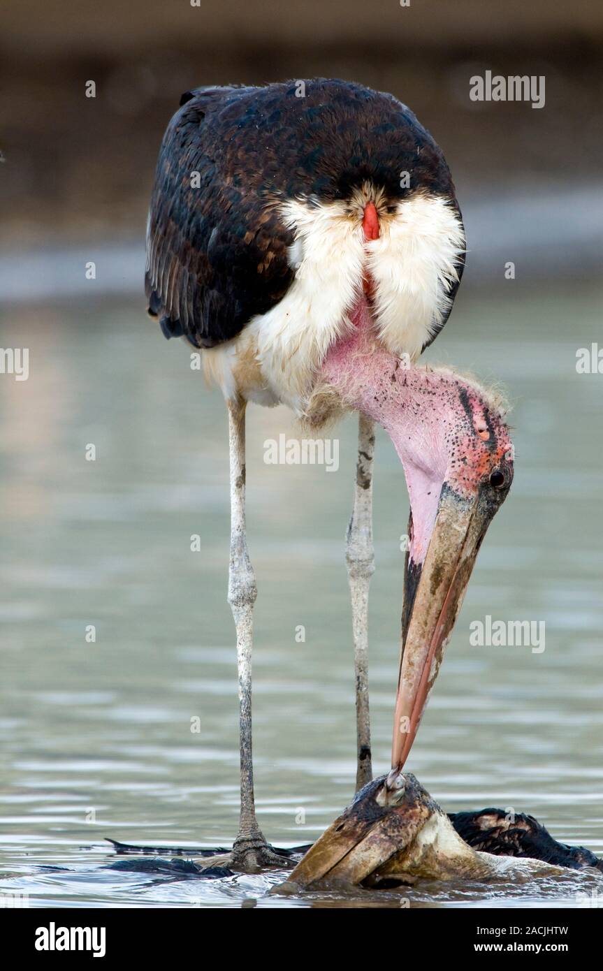 Marabu (Leptoptilos crumeniferus) Fütterung auf einen toten Vogel im ...