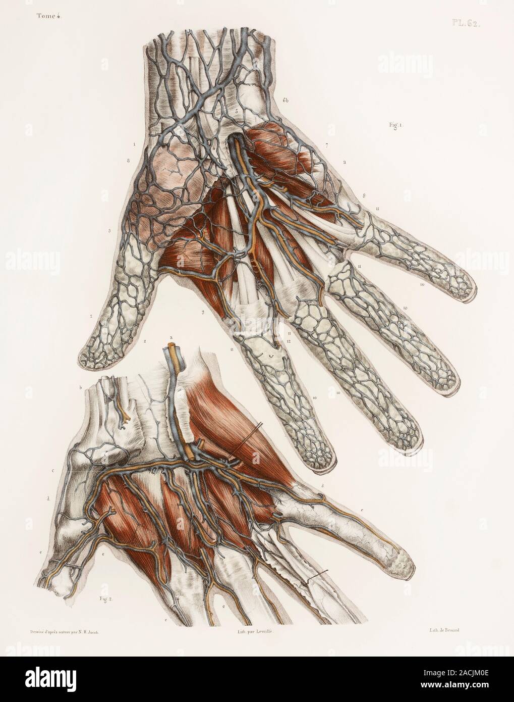 Hand Anatomie, Abbildung aus dem 19. Jahrhundert. Historische ...