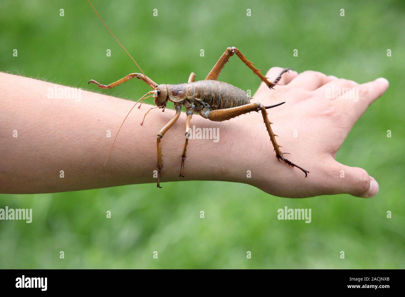 Giant Weta (Deinacrida heteracantha) Weiblich, kriecht auf einen menschlichen Arm. Dies ist das ...