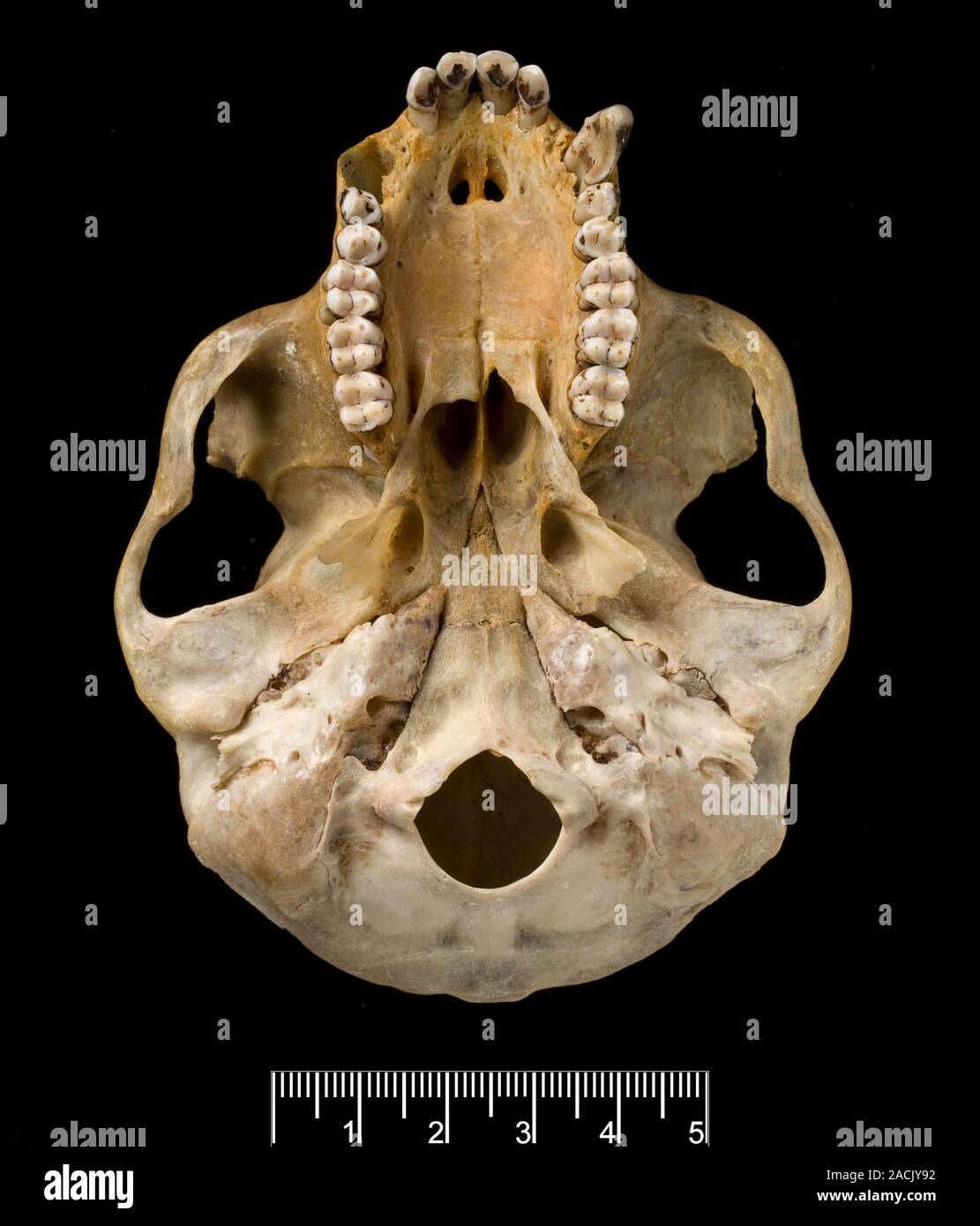 Die männlichen Delacour langur (Trachypithecus delacouri) Schädel. Diese Affen, die endemisch in ...