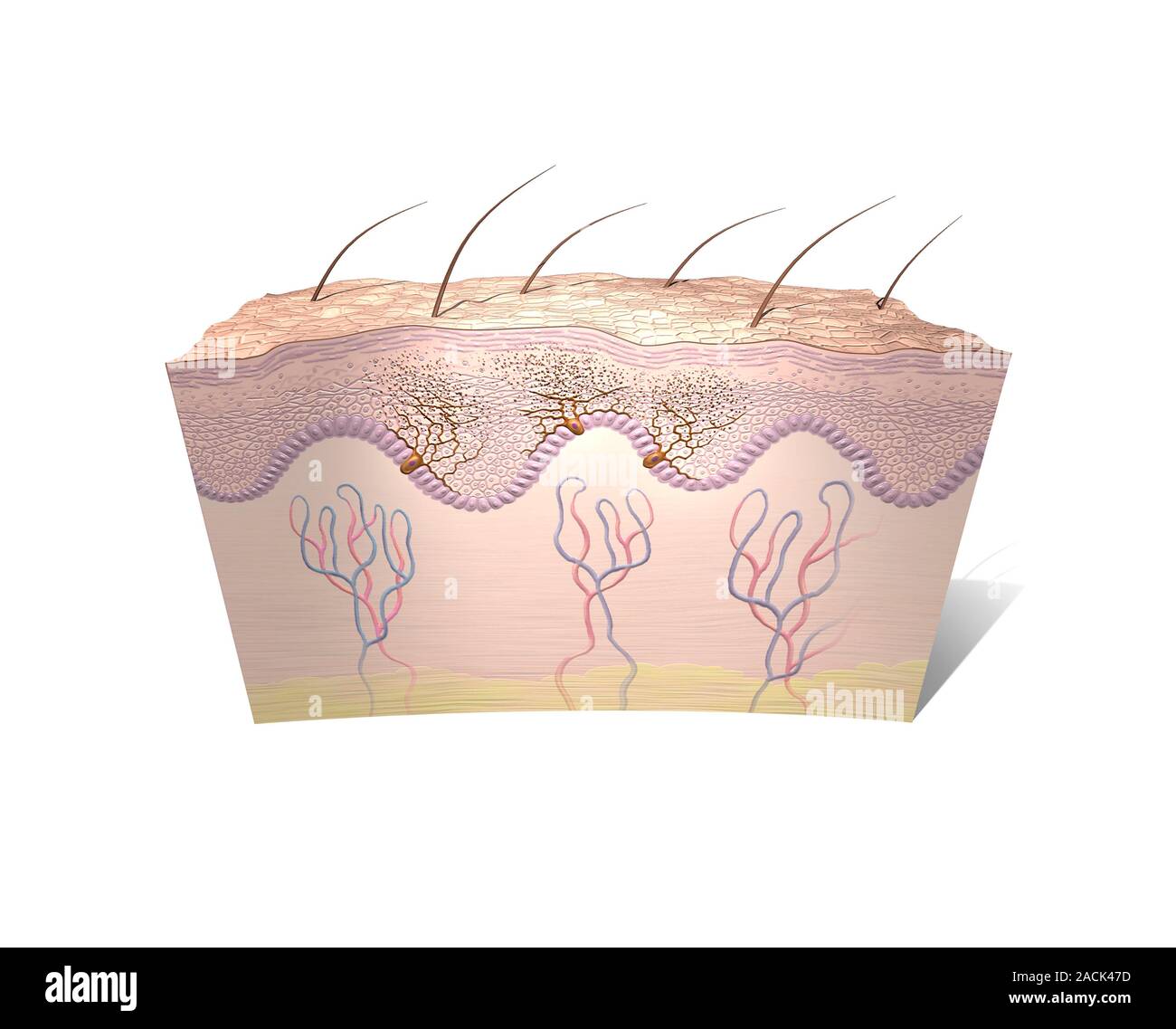 Haut Anatomie. Block cutaway Kunstwerk zeigt die Anatomie der ...