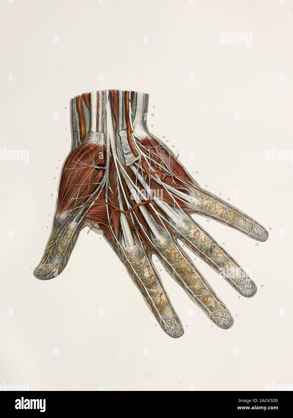 Die Nerven der Hand. Diese anatomische Artwork ist Platte 61 von Band 3 ...
