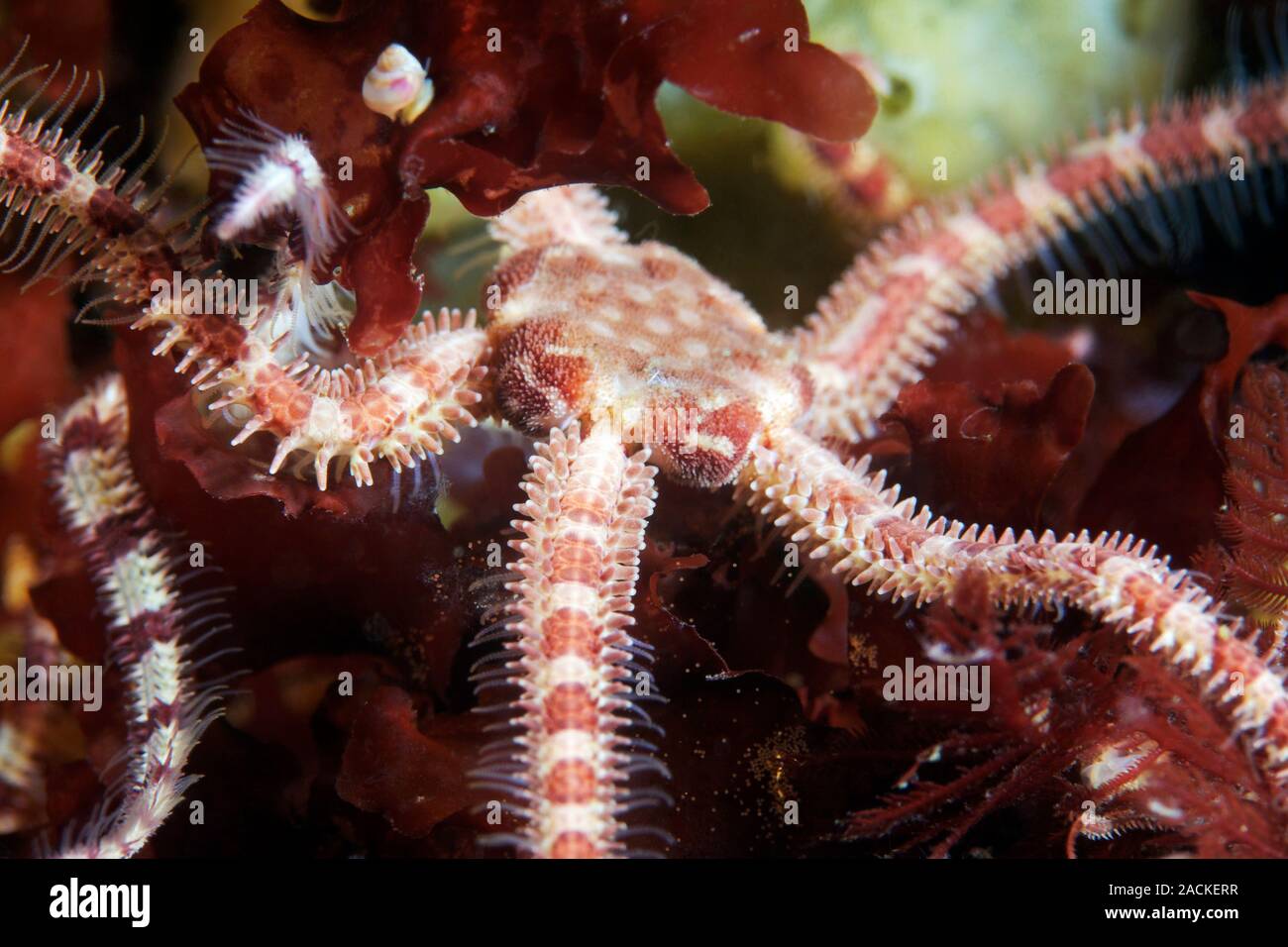 Daisy spröde Stern (Ophiopholis Aculeata). Der daisy spröde Star lebt ...