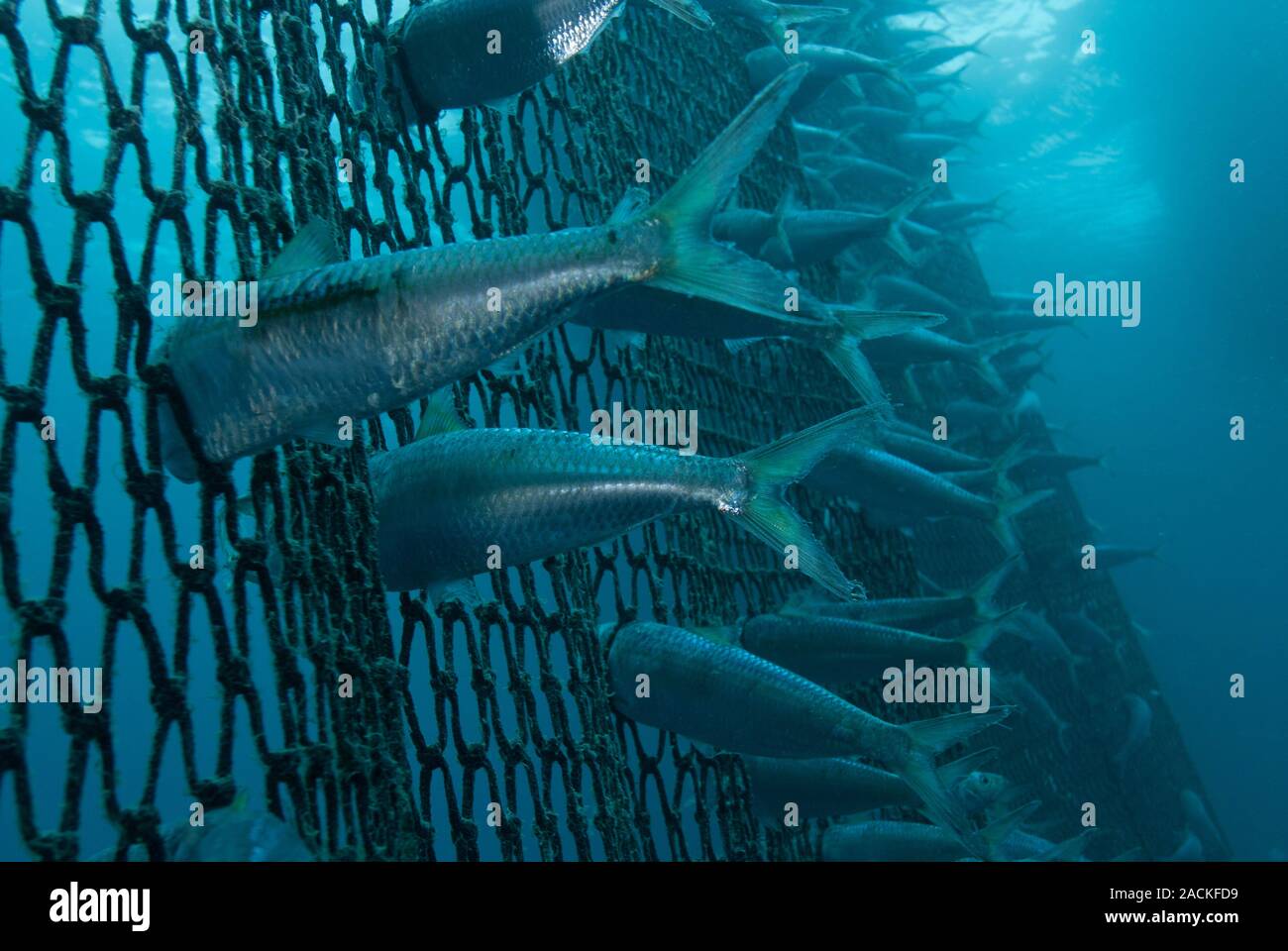 Sardinellen (Sardinella aurita) Fisch in einem Fischernetz. Diese toten ...