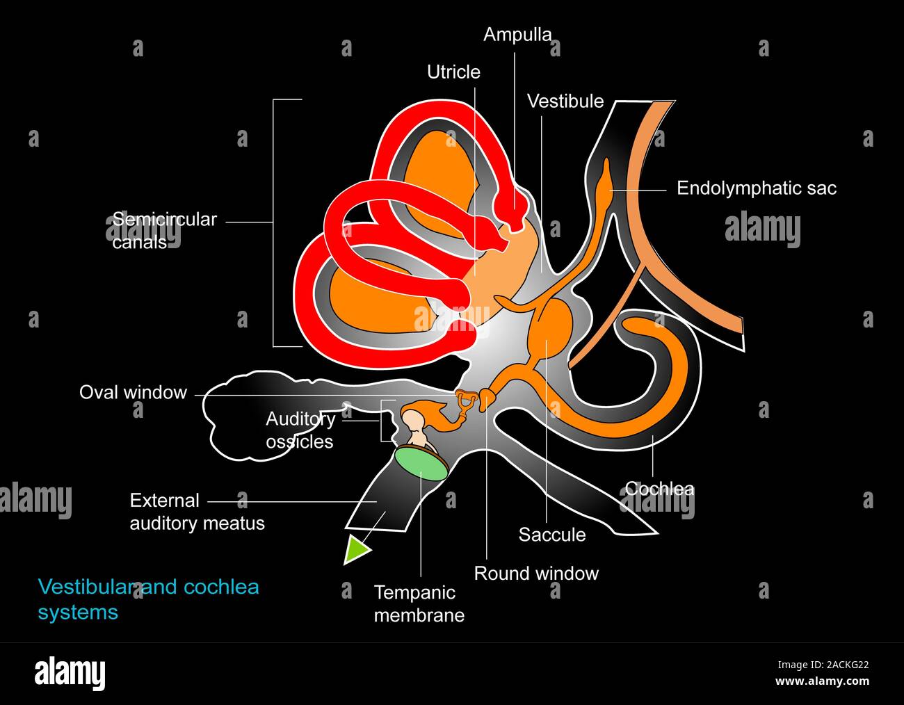 Innenohr Anatomie. Kunstwerke, die die Anatomie der inneren ...
