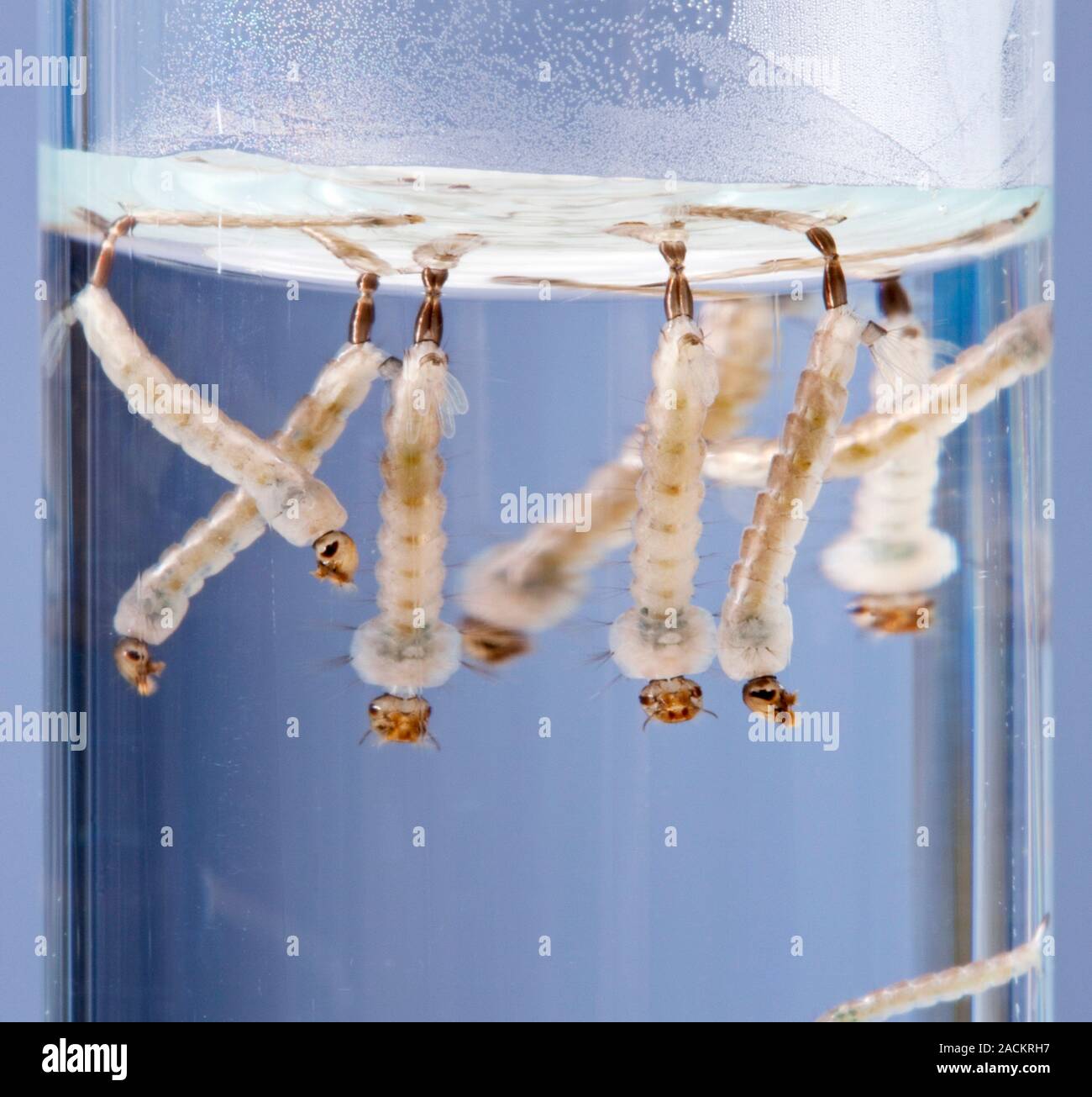 Asiatische Tigermücke (Aedes albopictus) Larven im Wasser in einem ...