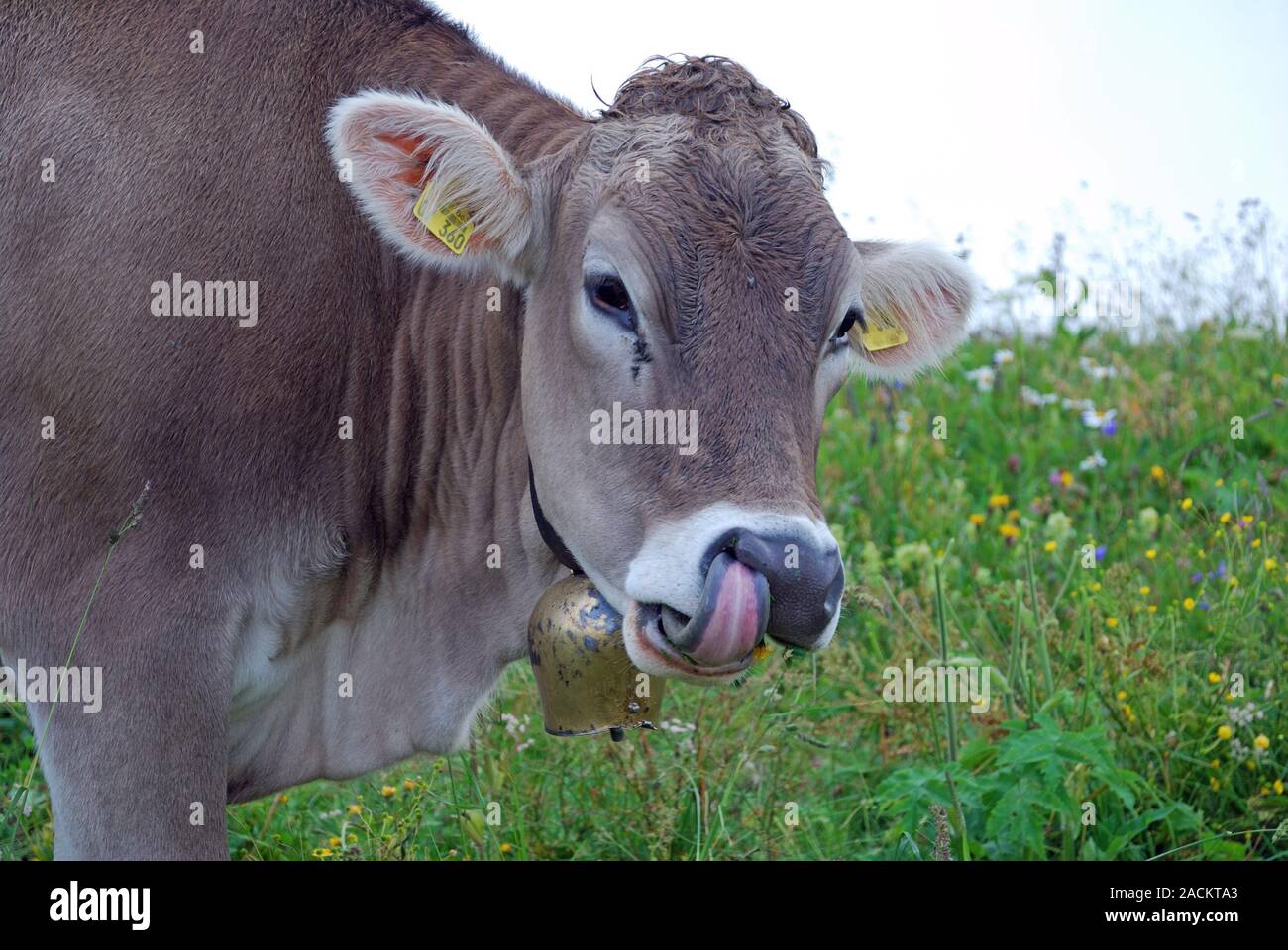 Kuh mit kuhglocke -Fotos und -Bildmaterial in hoher Auflösung – Alamy