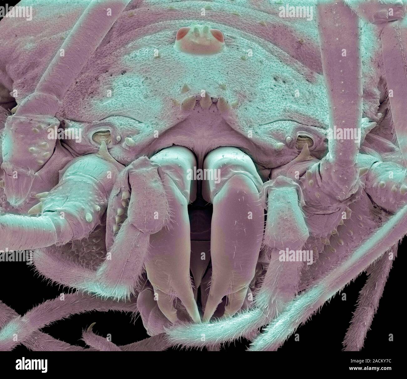 Schnitter Spider. Farbige Scanning Electron Micrograph (SEM) der Kopf ...