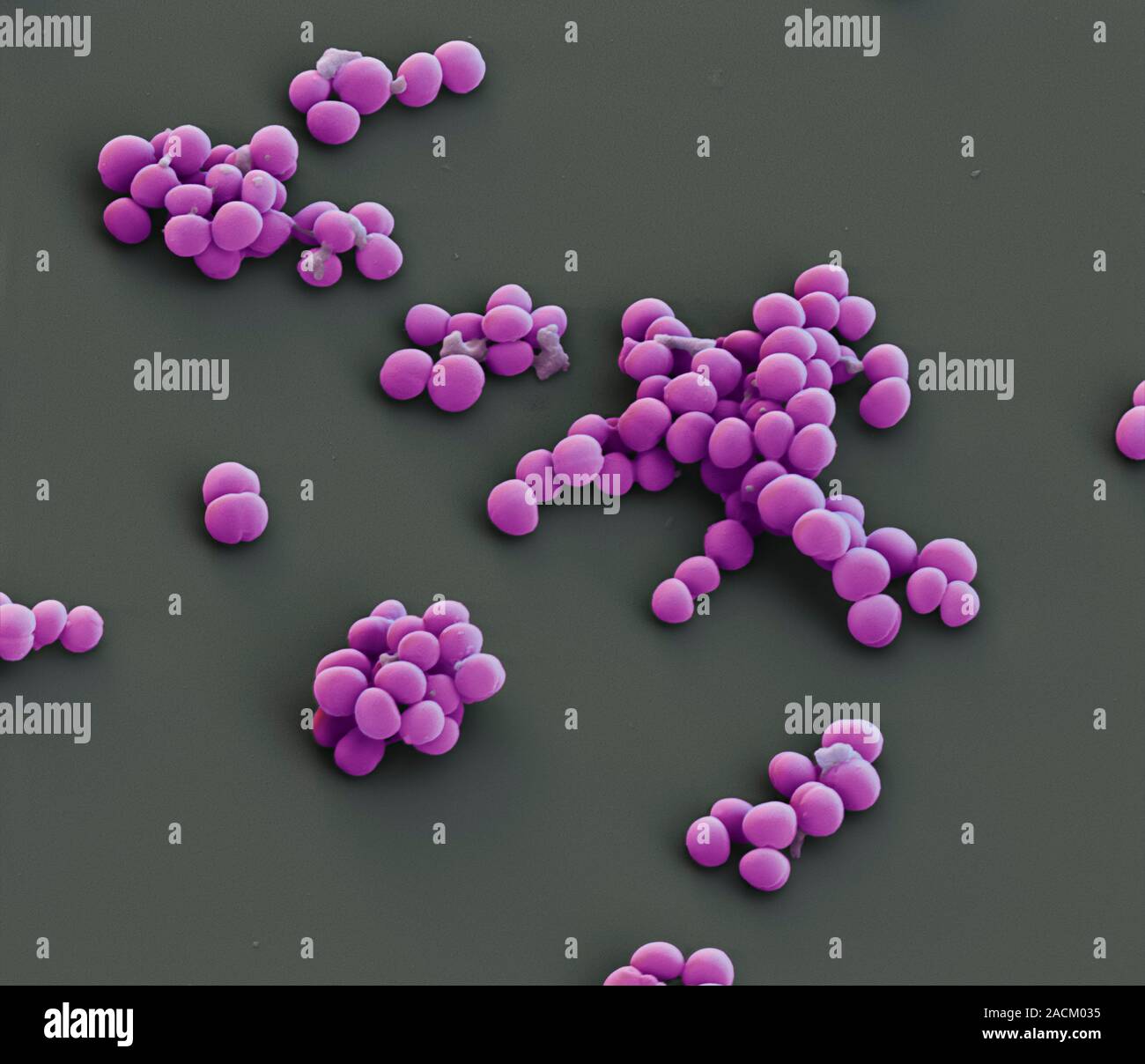 Staphylococcus pseudintermedius. Farbige Scanning Electron Micrograph (SEM) von Staphylococcus ...