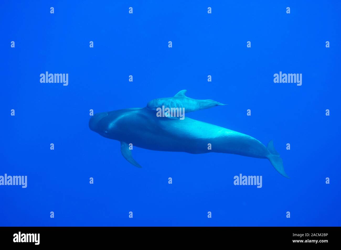 Short-finned Pilot Wale. Junge Kurzflossen-grindwal (GLOBICEPHALA ...