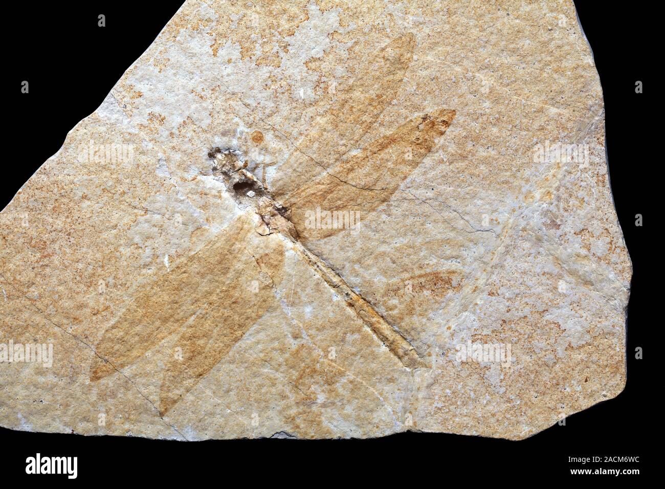 Dragonfly fossil. Fossil eines Isophlebia Aspasia Libellen (Odonata) stammt aus dem späten Jura ...