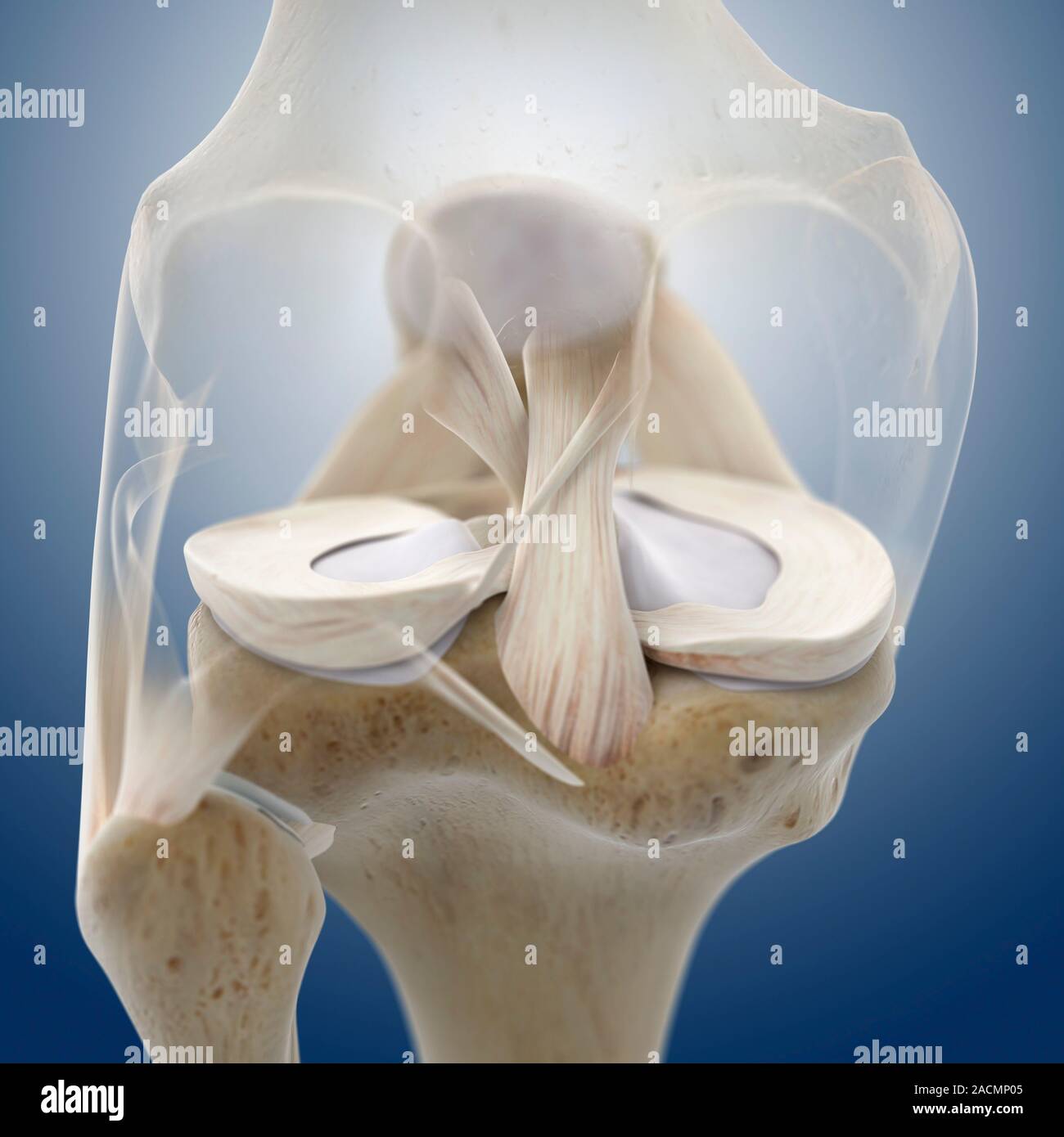 Knie Anatomie, computer Artwork. Das Kniegelenk ist durch die ...
